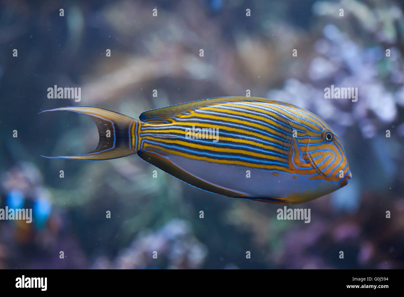 Blue Banded Surgeon High Resolution Stock Photography and Images - Alamy