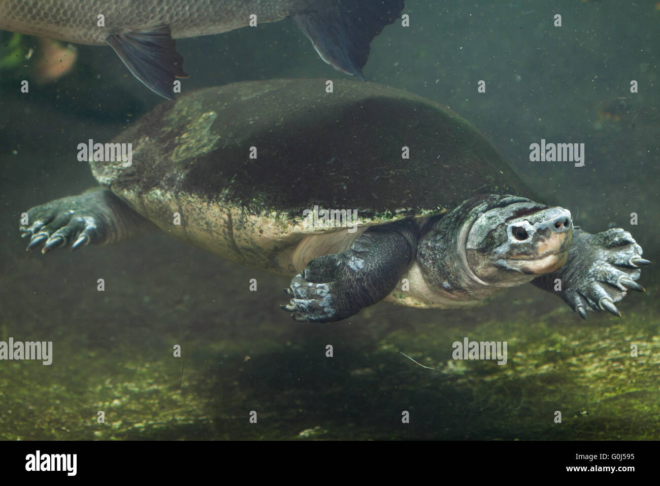 Malaysian giant turtle (Orlitia borneensis), also known as the Bornean ...