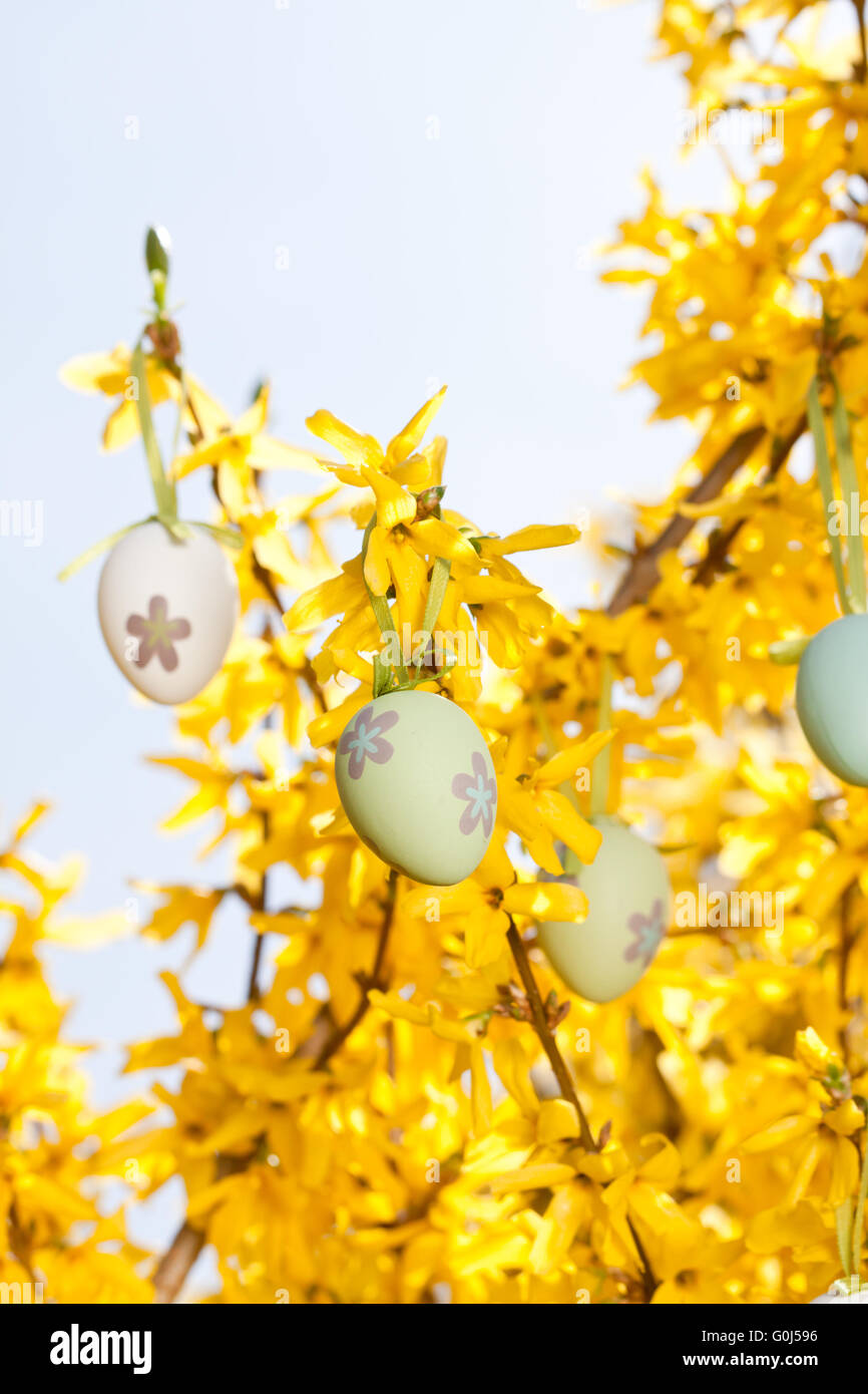 Forsythia tree hi-res stock photography and images - Alamy