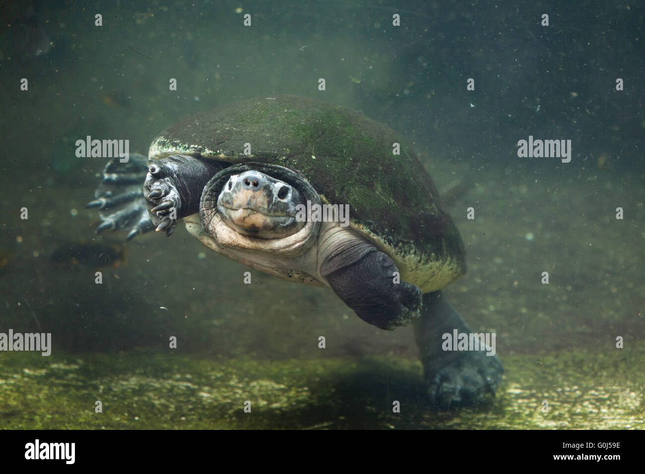 Malaysian giant turtle (Orlitia borneensis), also known as the Bornean ...