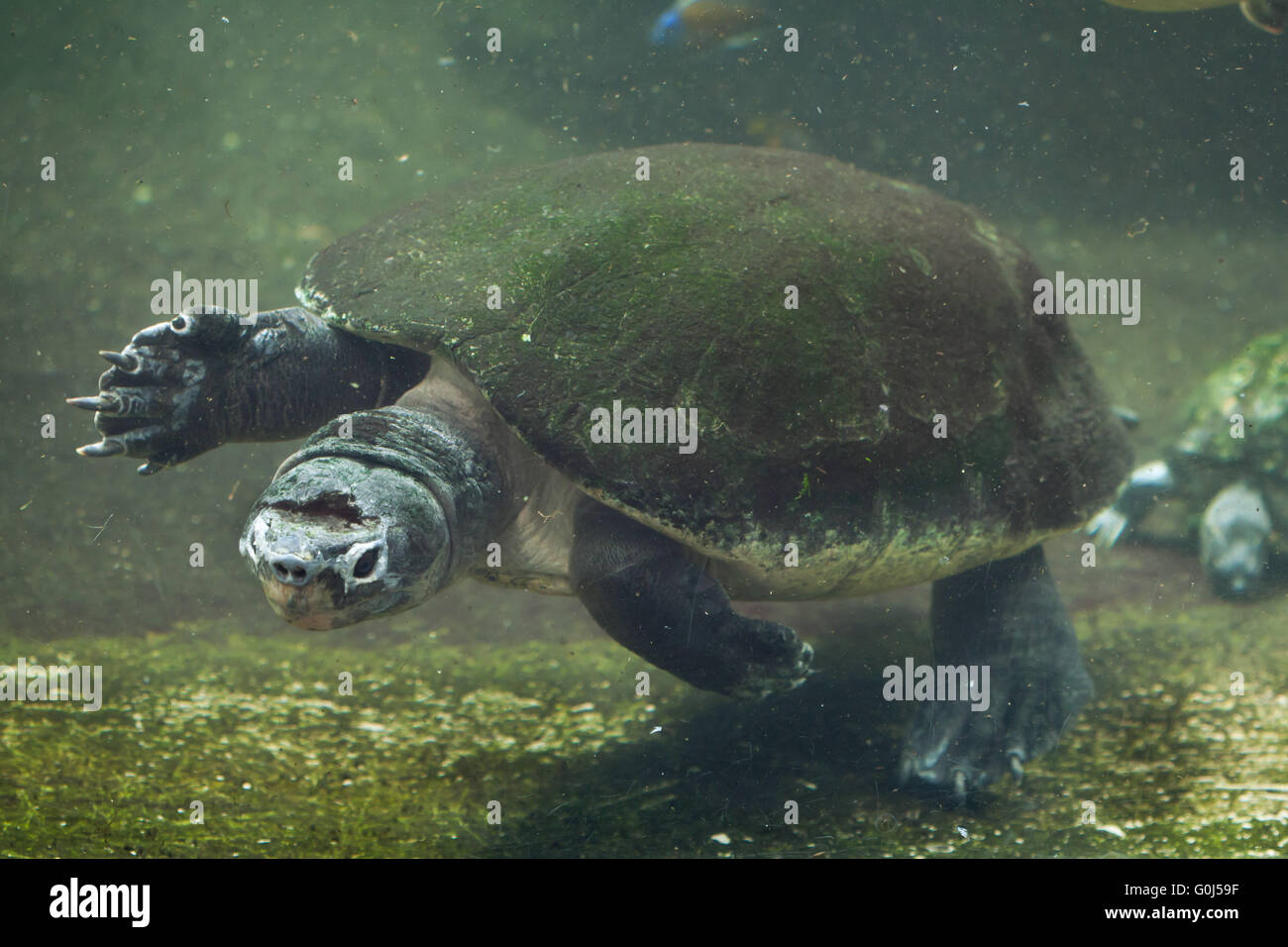 Malaysian giant turtle (Orlitia borneensis), also known as the Bornean ...