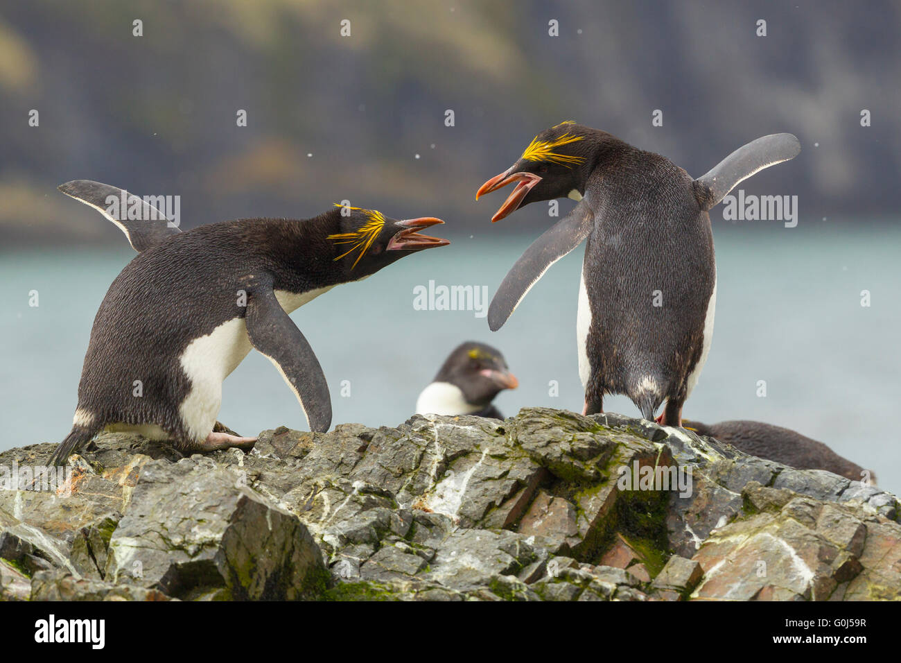 Macaroni penguin Eudyptes chrysolophus, adults, showing aggressive ...