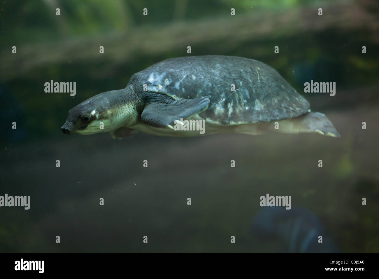 Pig-nosed turtle (Carettochelys insculpta), also known as the Fly River ...