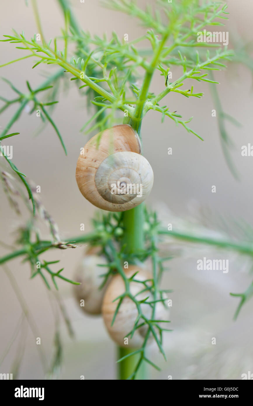 Volute snail hi-res stock photography and images - Alamy