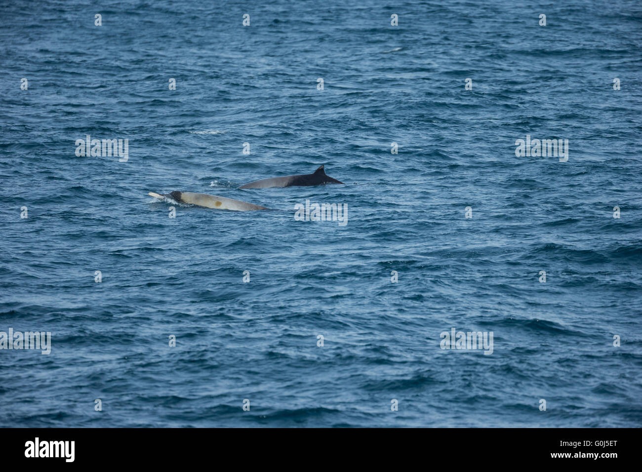 Strap-toothed beaked whale Mesoplodon layardii, two adults, surfacing ...