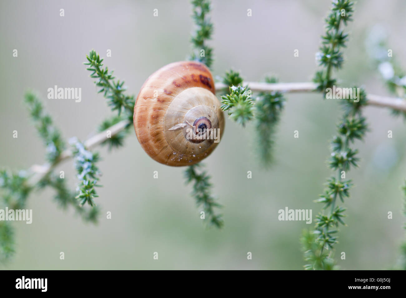 Volute snail hi-res stock photography and images - Alamy