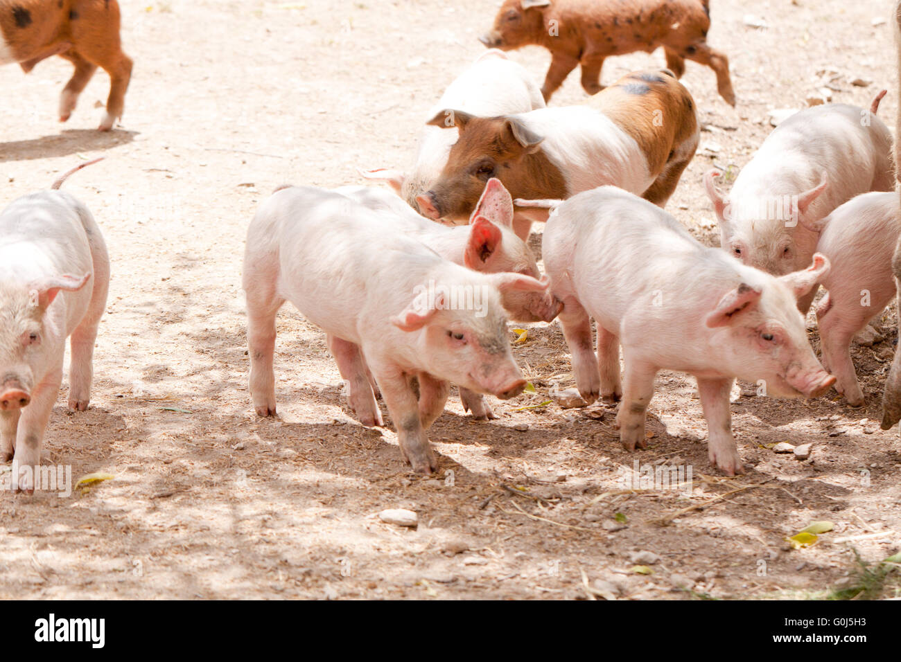 cute little pig piglet outdoor in summer Stock Photo - Alamy