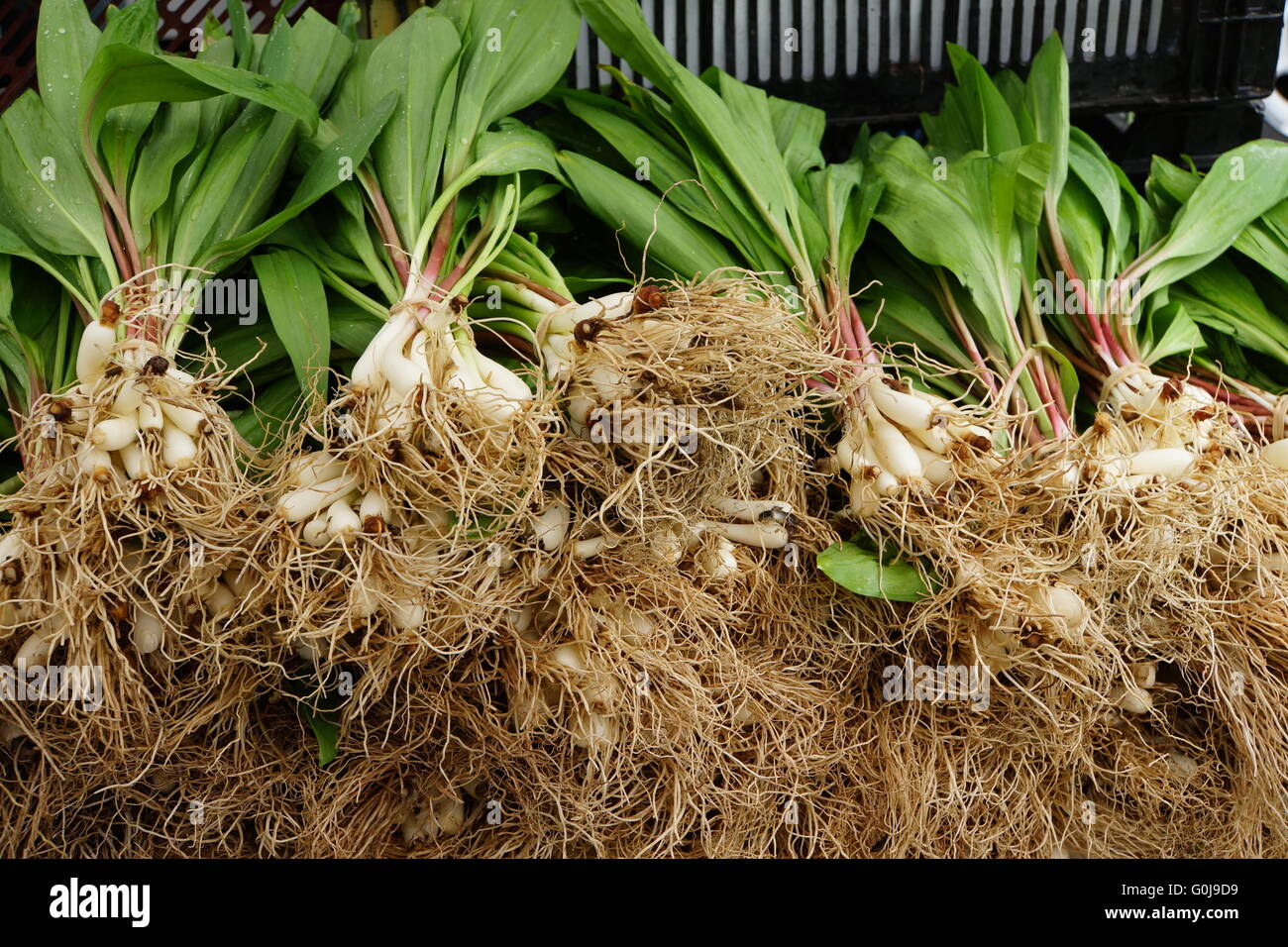 Ramps plant hi-res stock photography and images - Alamy