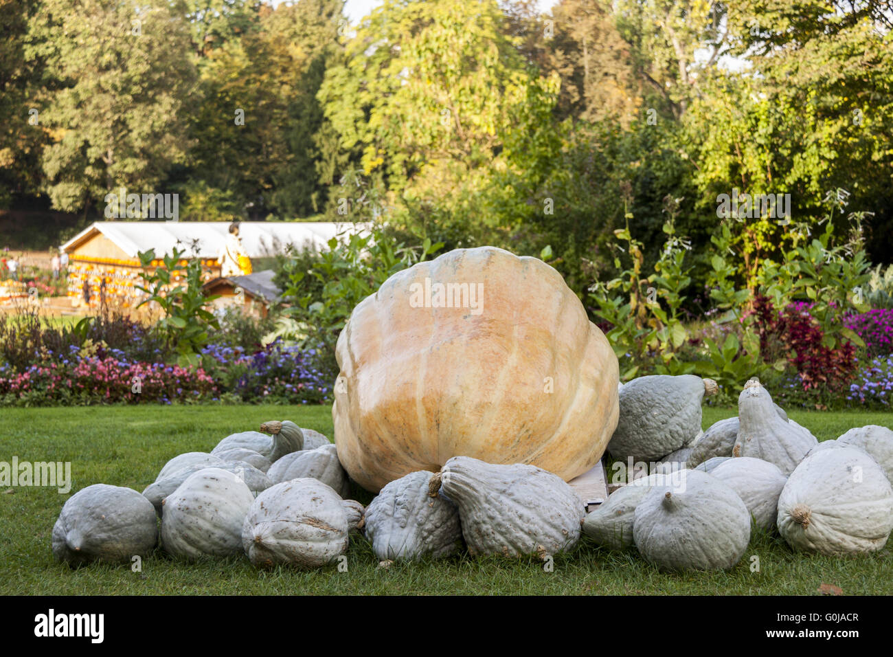 Cucurbita Maxima Giant Pumpkin cucurbita pumpkin pumpkins from autumn ...