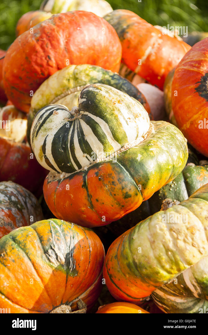 Bischofsmütze Turk Turban cucurbita pumpkin pumpkins from autumn ...