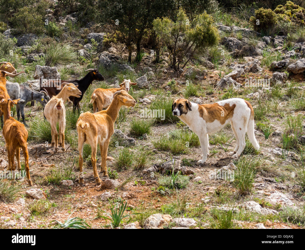 Overgrazing forest hi-res stock photography and images - Alamy