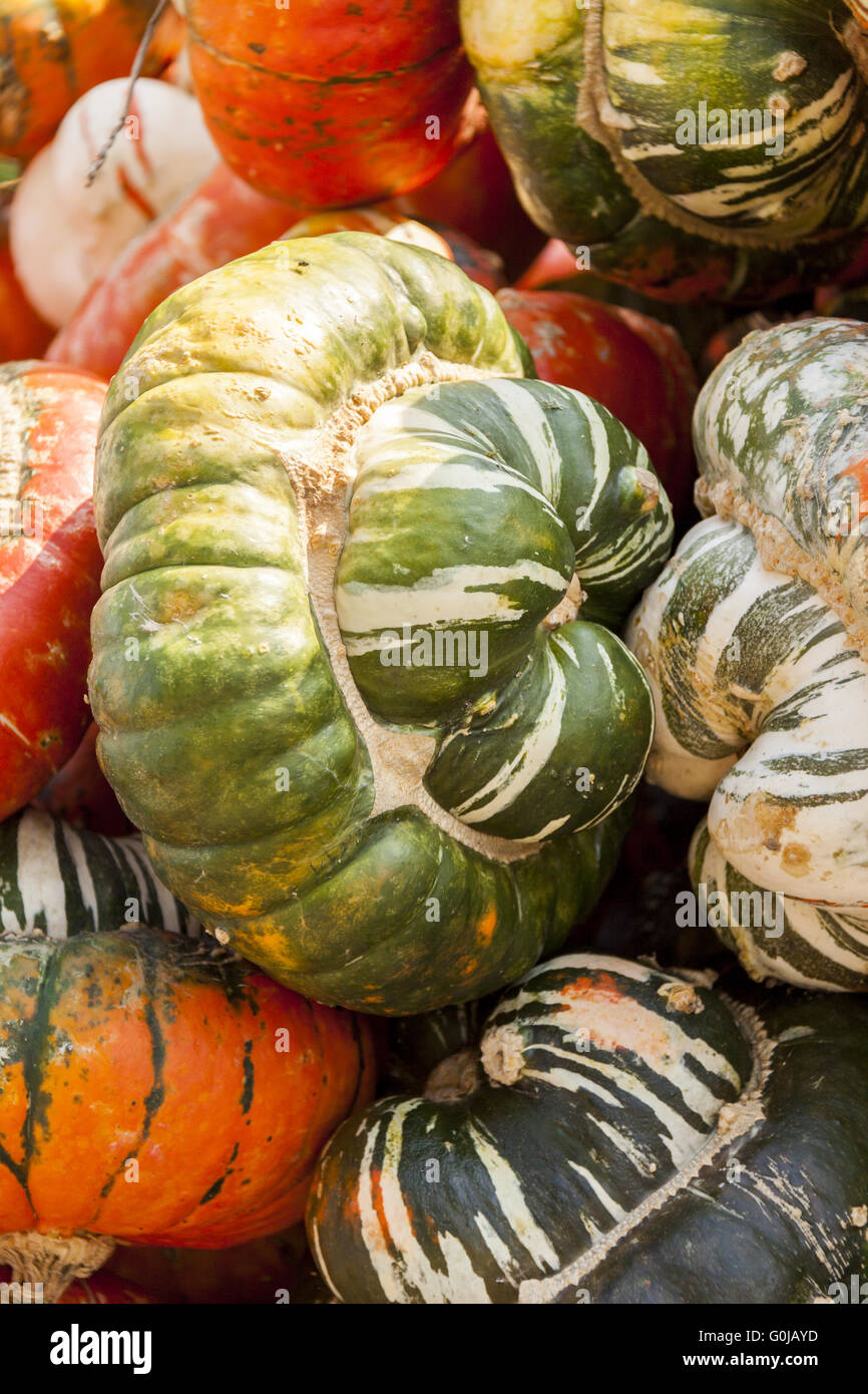 Cucurbita Maxima Turks Turban Squash High Resolution Stock Photography ...