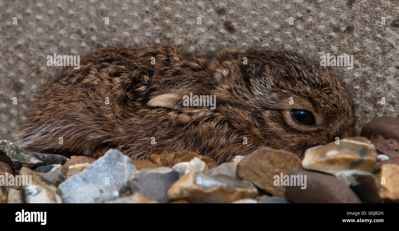 Leveret hi-res stock photography and images - Alamy