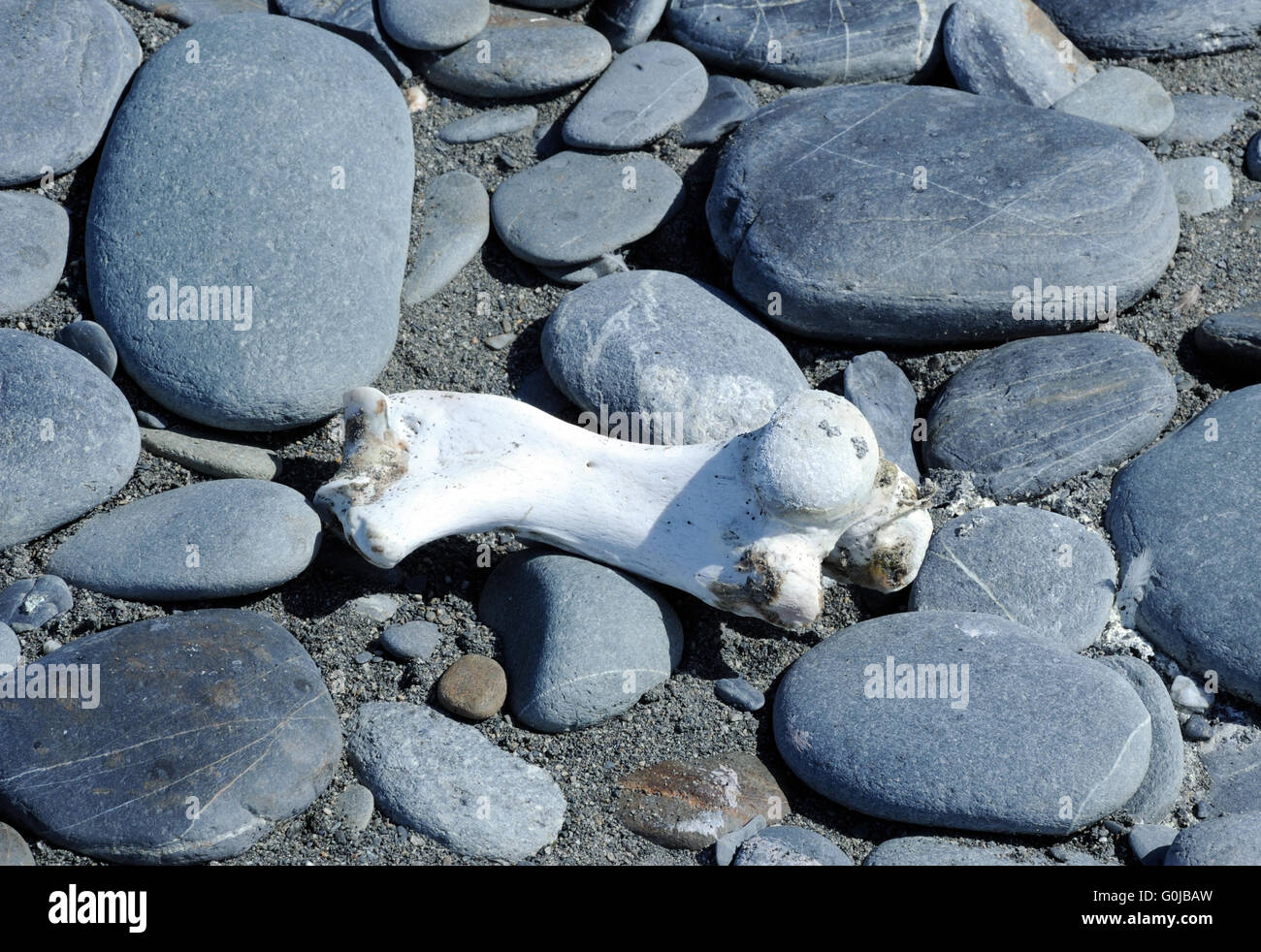 A seal limb bone lies on the on the smooth pebbles on the beach below ...
