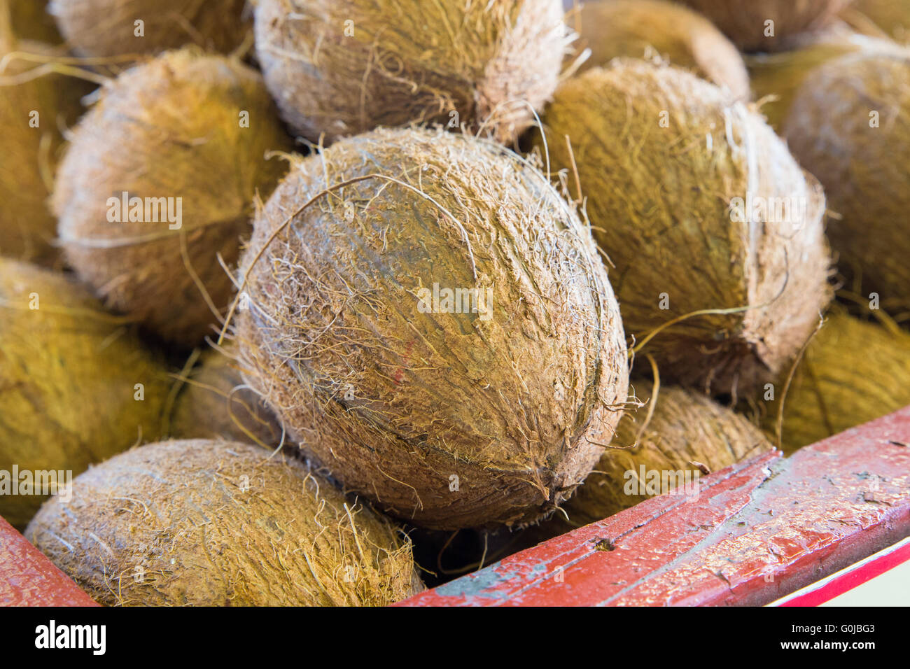 Tropical coconuts hi-res stock photography and images - Alamy