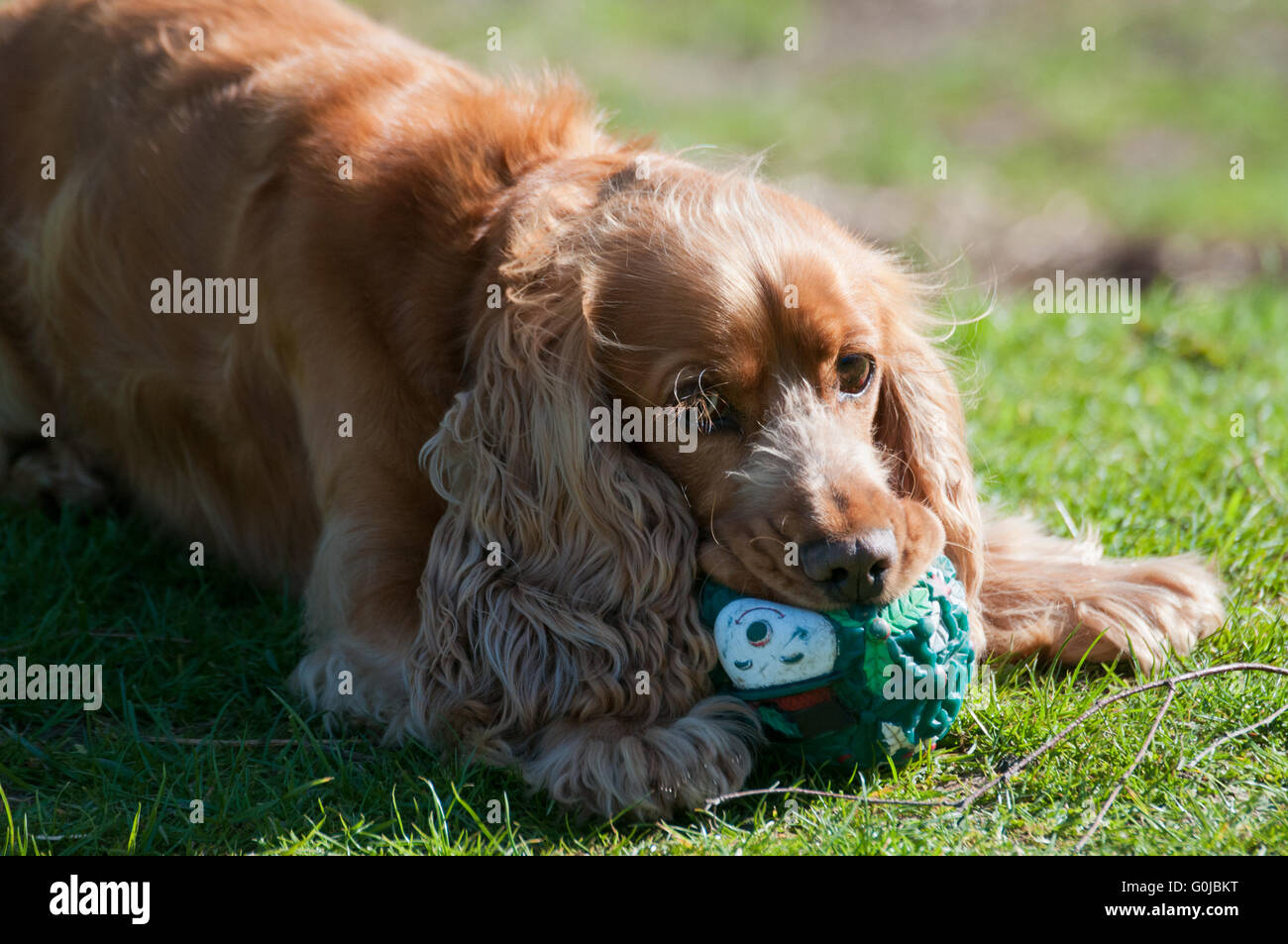 Sprocker cross hi-res stock photography and images - Alamy