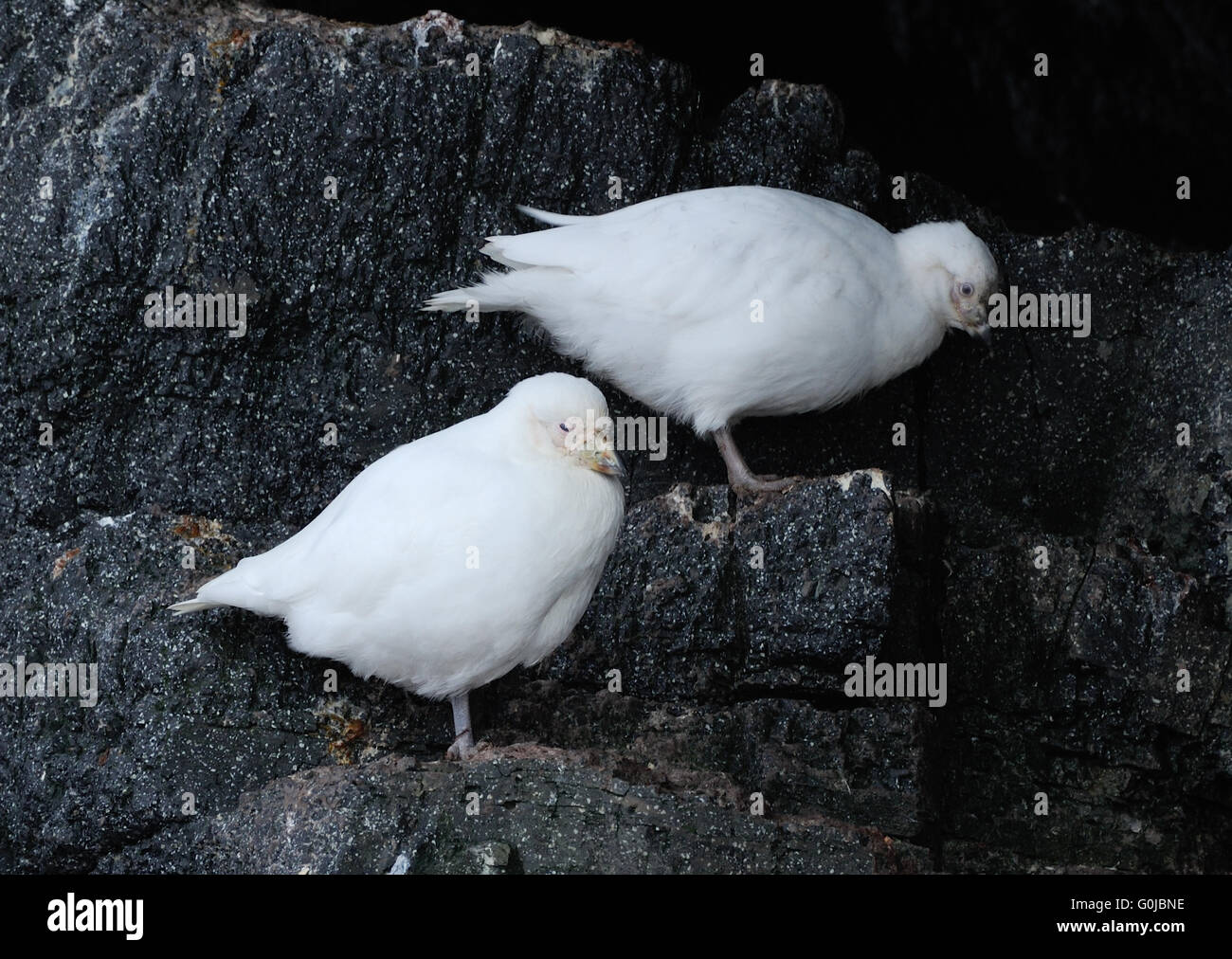 Snowy Sheathbills (Chionis albus) at a penguin nesting site where they ...