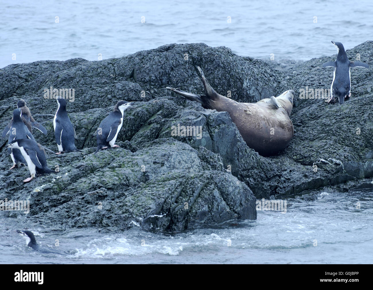 Predator of penguins hi-res stock photography and images - Alamy