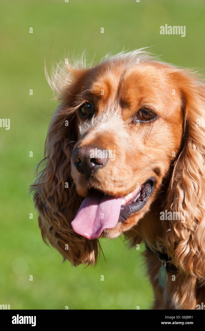 Sprocker cross hi-res stock photography and images - Alamy