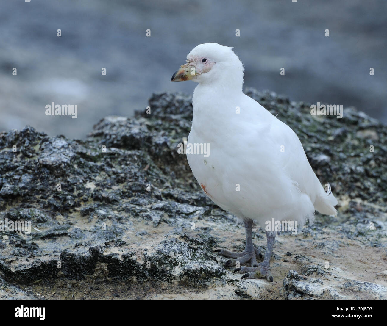 A Snowy Sheathbill (Chionis albus) at a penguin nesting site where it ...