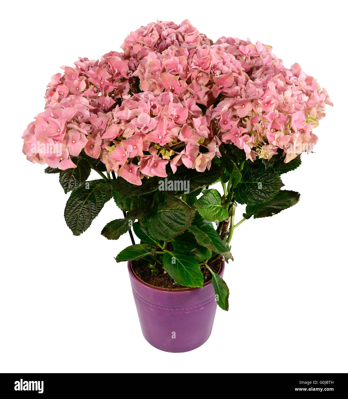 Pink hydrangeas in pot, isolated on white Stock Photo - Alamy