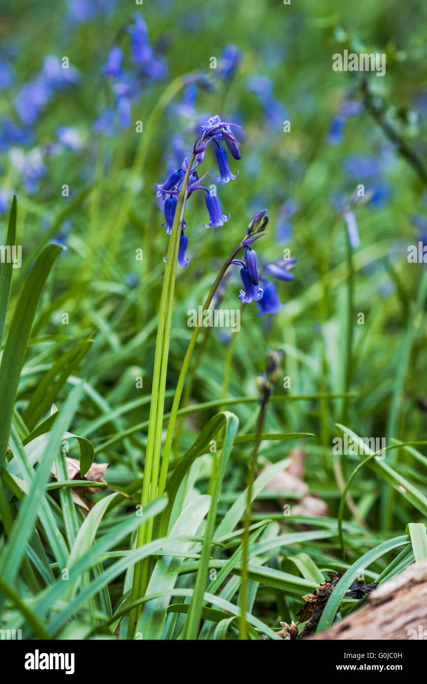 Wild Bluebell flowers in woodland at spring morning, macro photo Stock ...