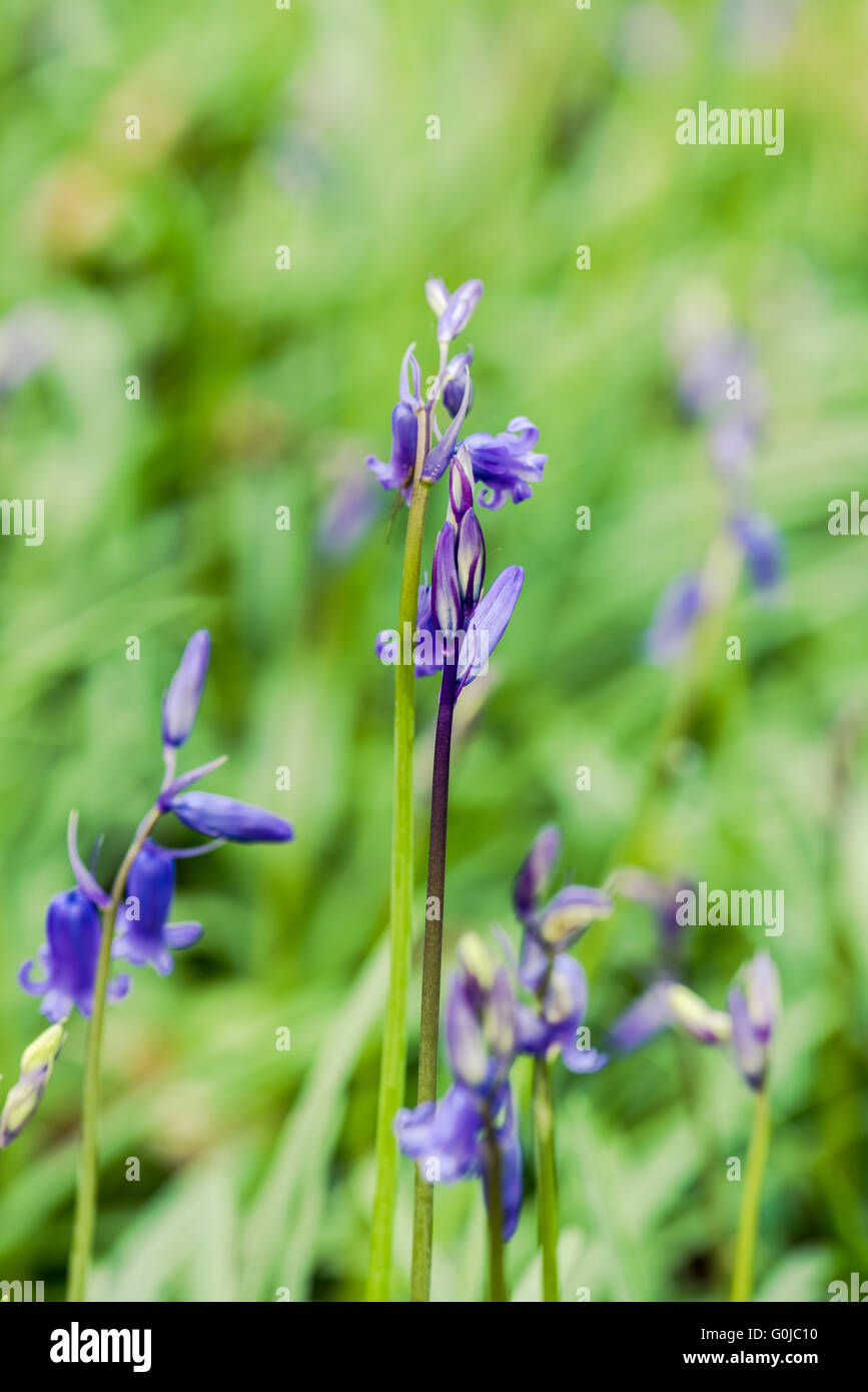 Wild Bluebell flowers in woodland at spring morning, macro photo Stock ...