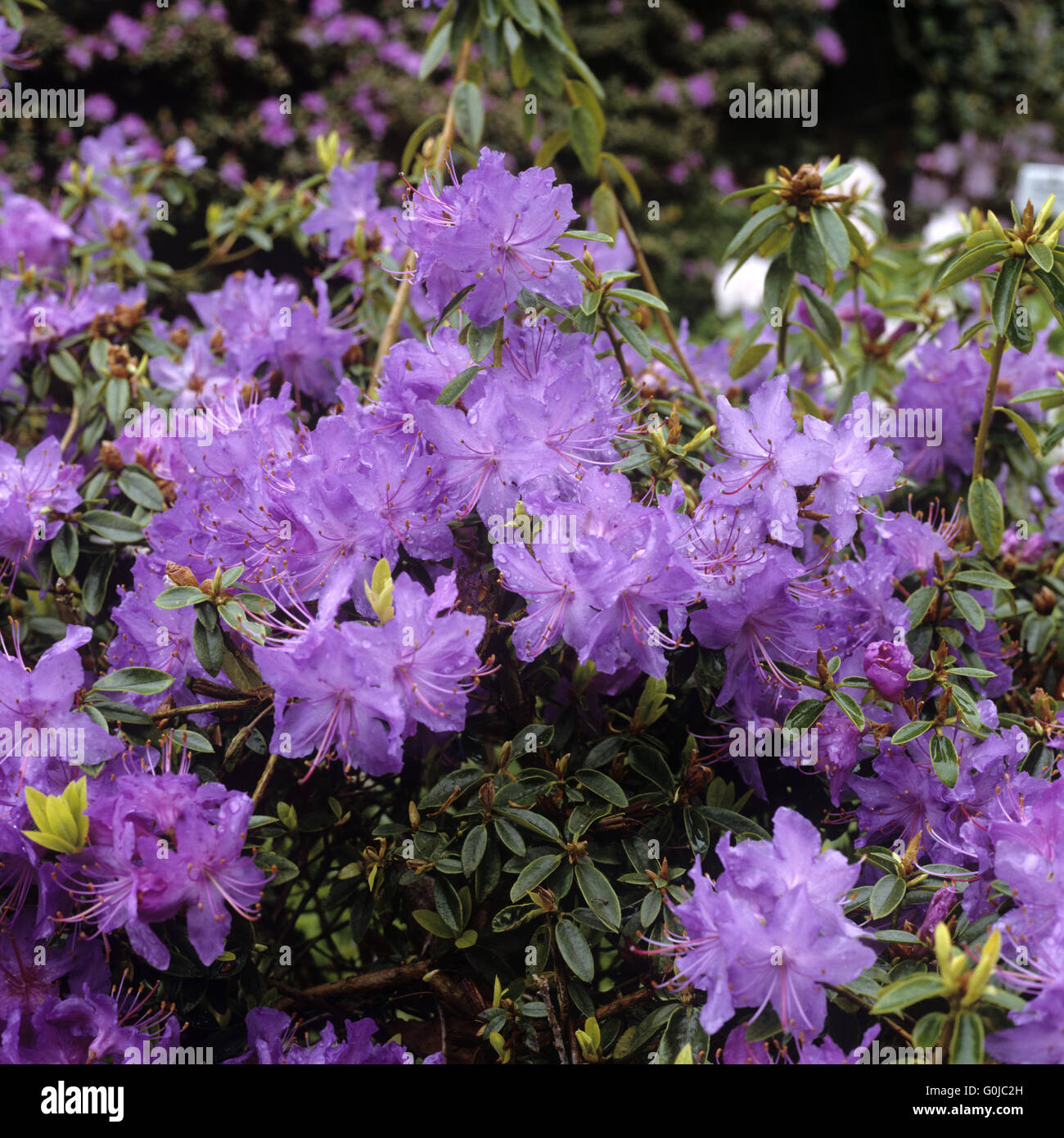 Rhododendronpark hi-res stock photography and images - Alamy