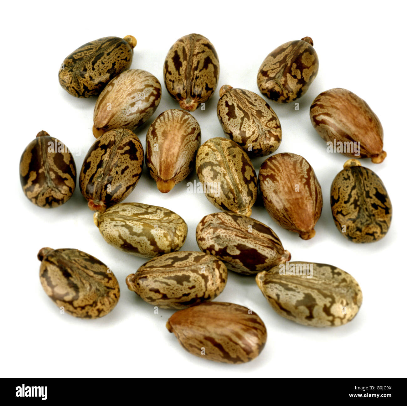 Medizinalpflanze Cut Out Stock Images & Pictures - Alamy