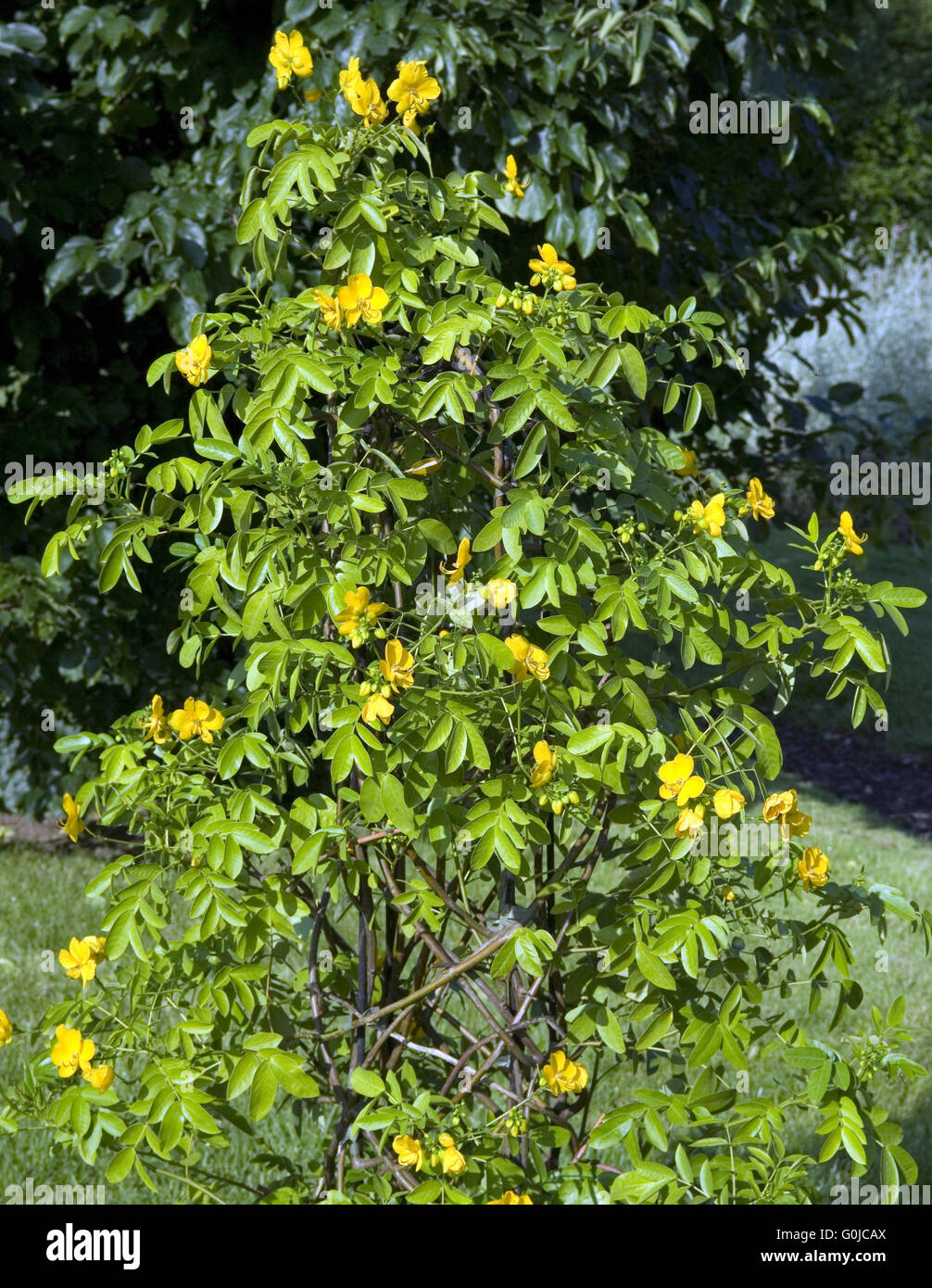 Cassia tora plant hi-res stock photography and images - Alamy