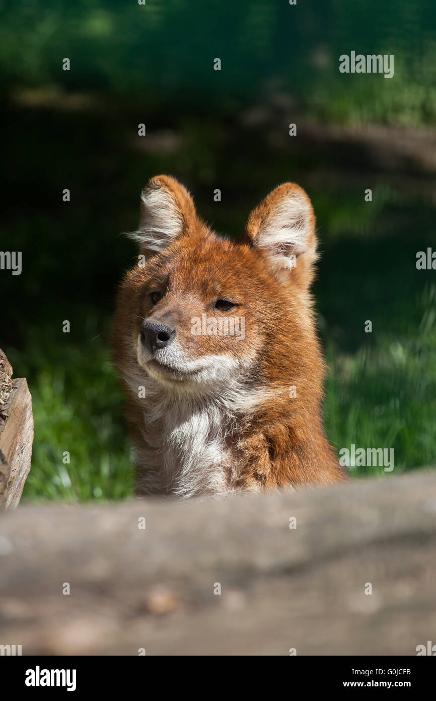 Indian wild dog dhole cuon hi-res stock photography and images - Alamy