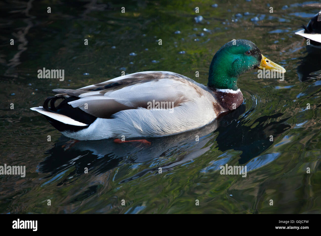Wild duck (Anas platyrhynchos), also known as the mallard at Dresden ...