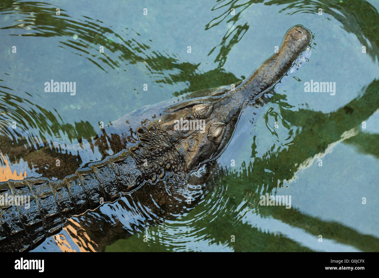 False gharial (Tomistoma schlegelii), also known as the tomistoma at ...