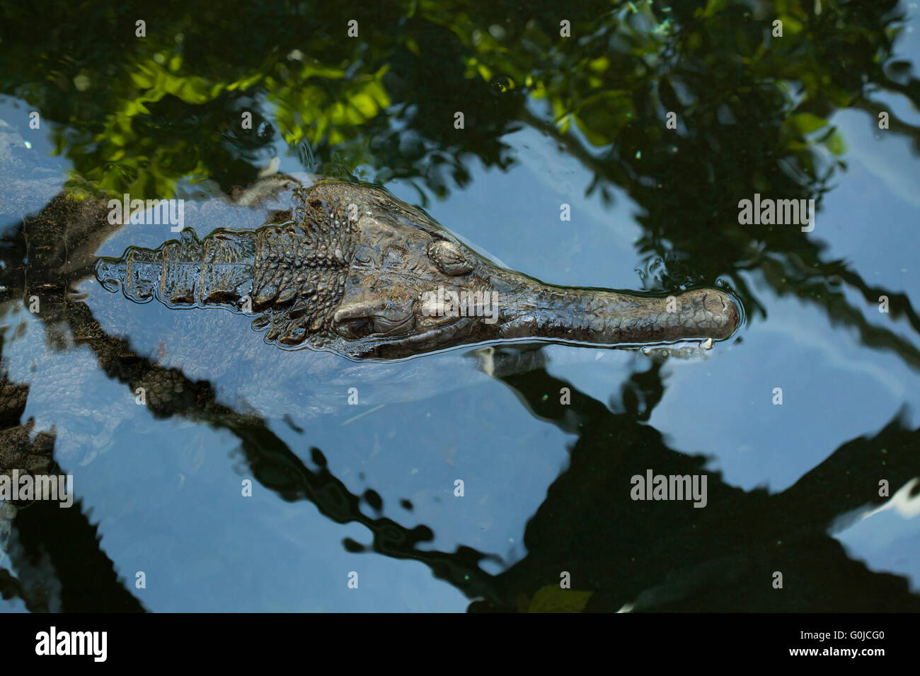 False gharial (Tomistoma schlegelii), also known as the tomistoma at ...