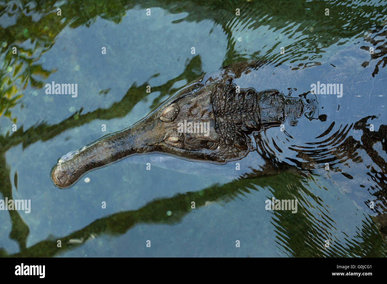 False gharial (Tomistoma schlegelii), also known as the tomistoma at ...