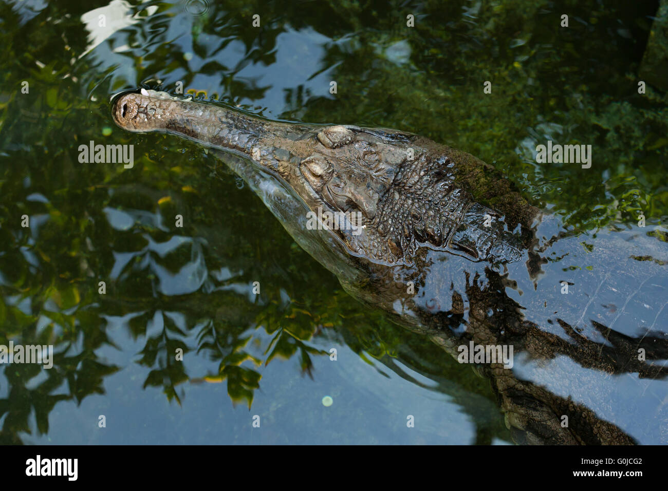 False gharial (Tomistoma schlegelii), also known as the tomistoma at ...