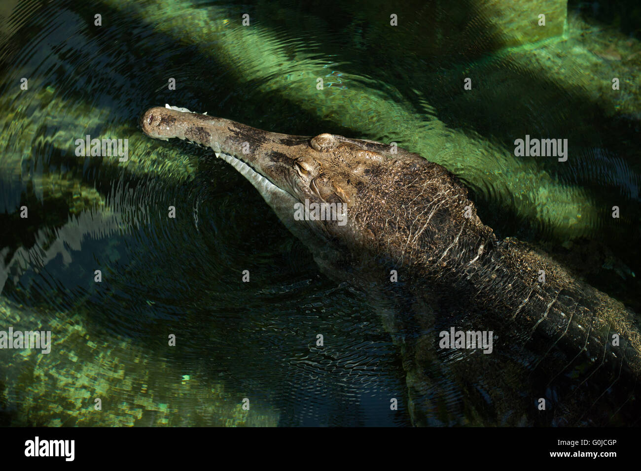 False gharial (Tomistoma schlegelii), also known as the tomistoma at ...
