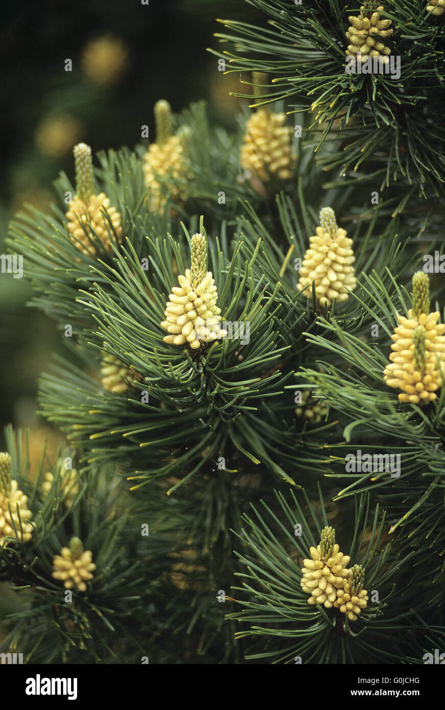 Krummholz and tree hi-res stock photography and images - Alamy