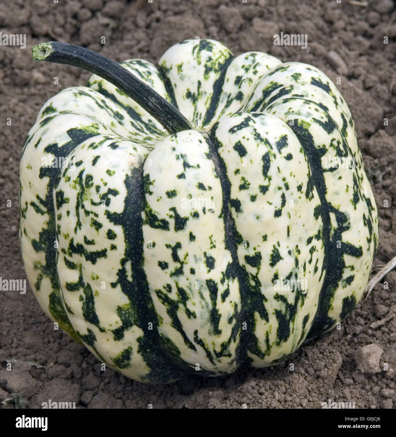 Speisekuerbis; Sweet Dumpling Stock Photo - Alamy