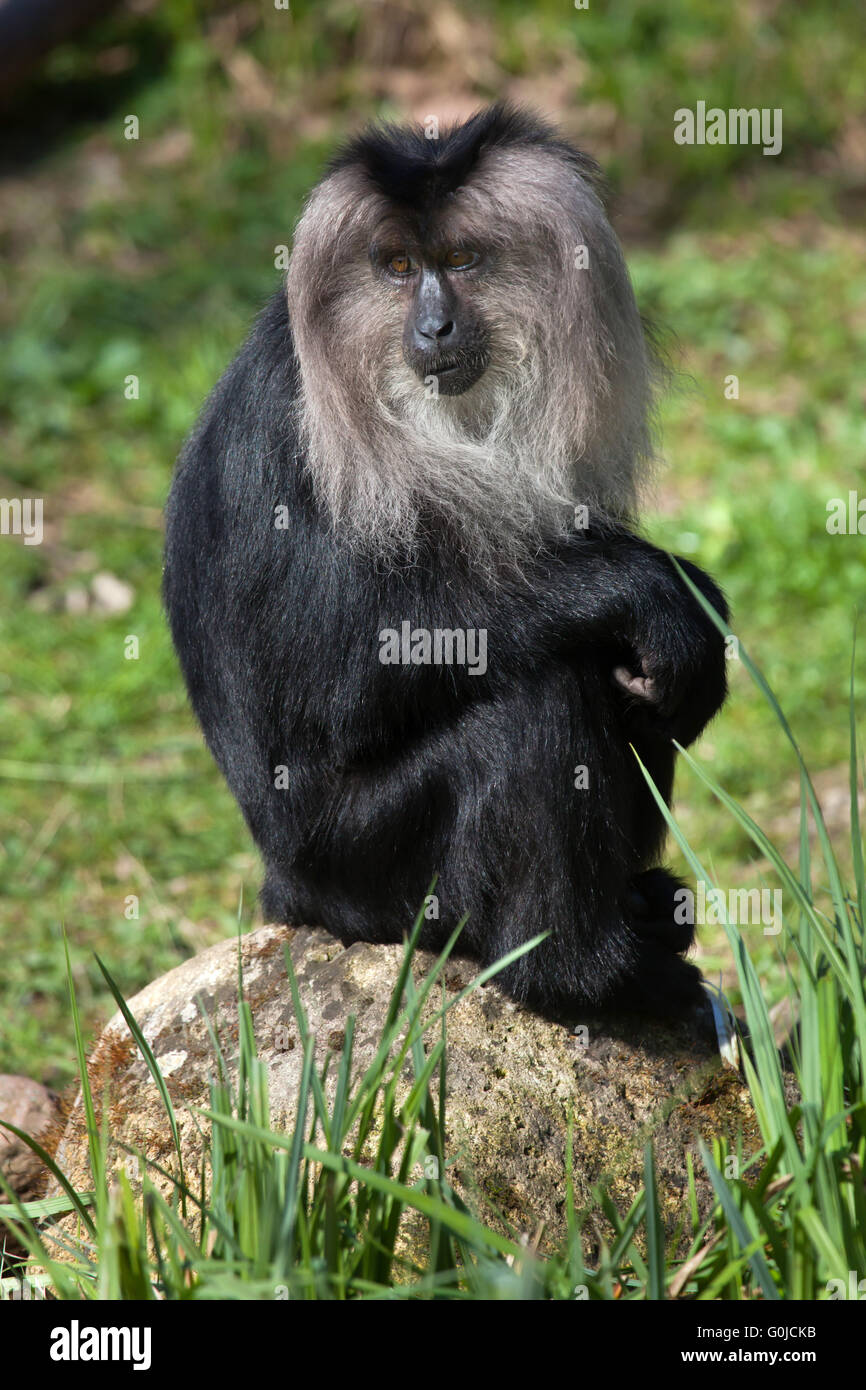Lion-tailed macaque (Macaca silenus), also known as the wanderoo at ...