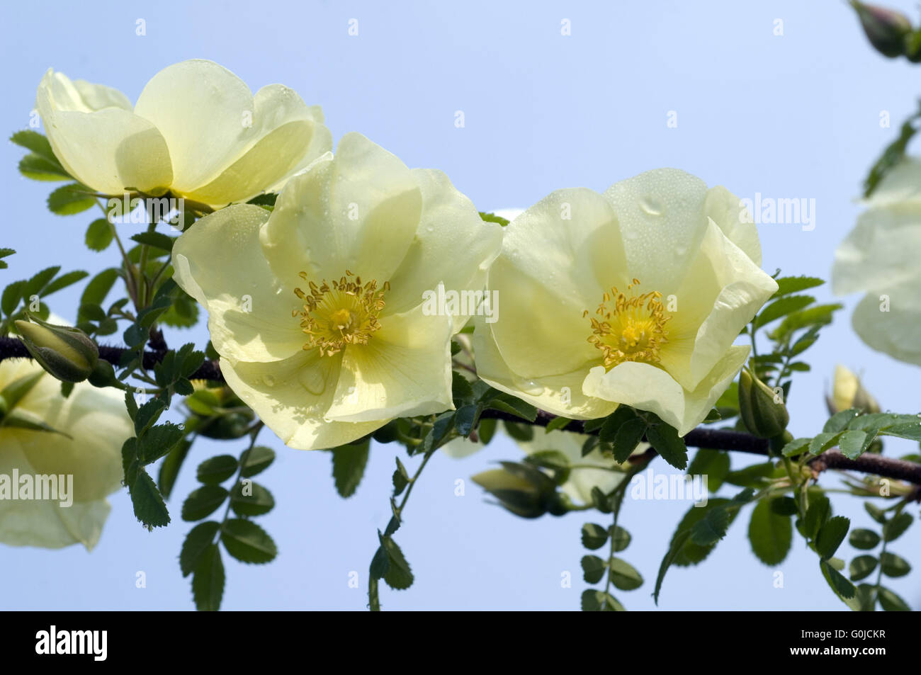 Gelbe strauchrose hi-res stock photography and images - Alamy
