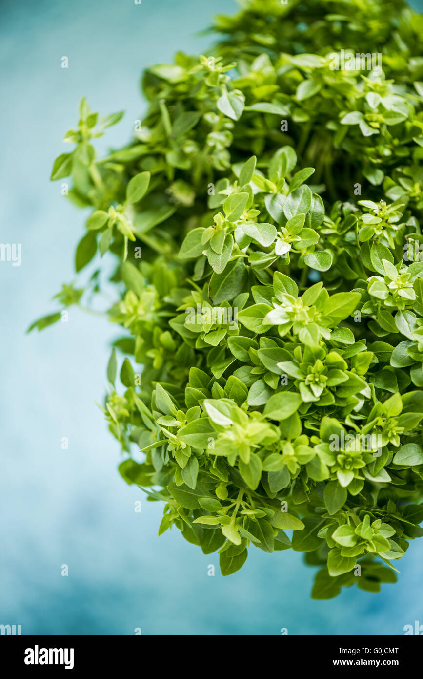 Fresh basil herb in pot on pastel blue background Stock Photo - Alamy