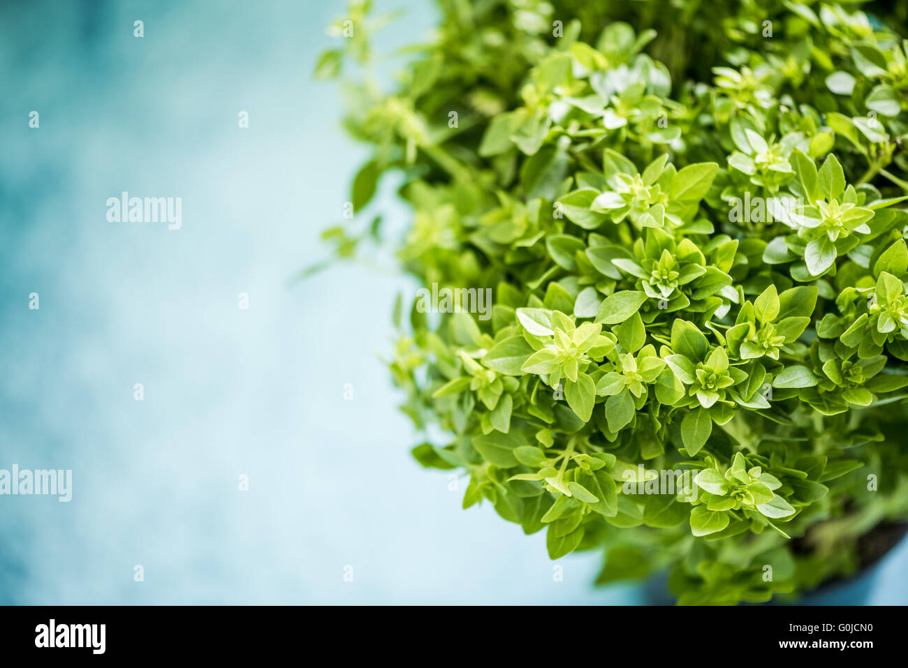 Fresh basil herb in pot on pastel blue background Stock Photo - Alamy