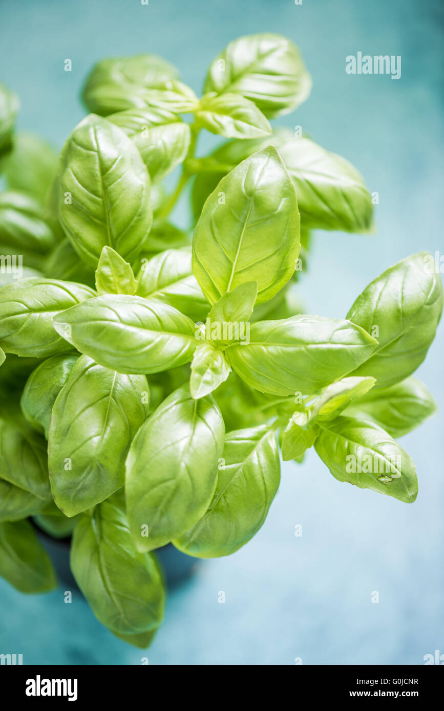 Aromatic basil hi-res stock photography and images - Alamy