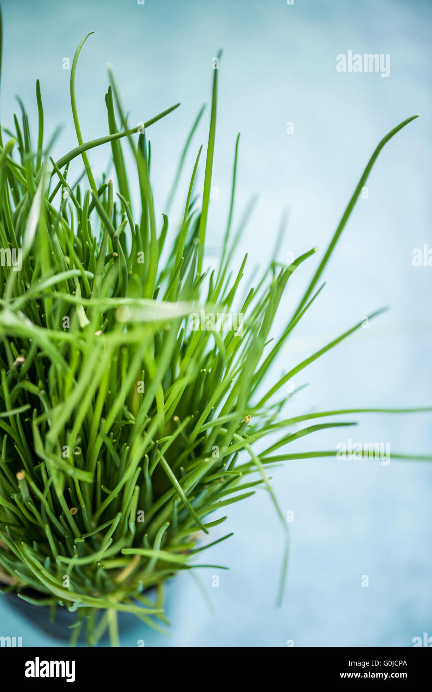 Organic chive hi-res stock photography and images - Alamy