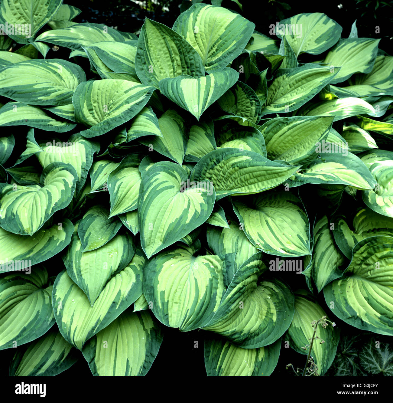 Perennials funkie hi-res stock photography and images - Alamy