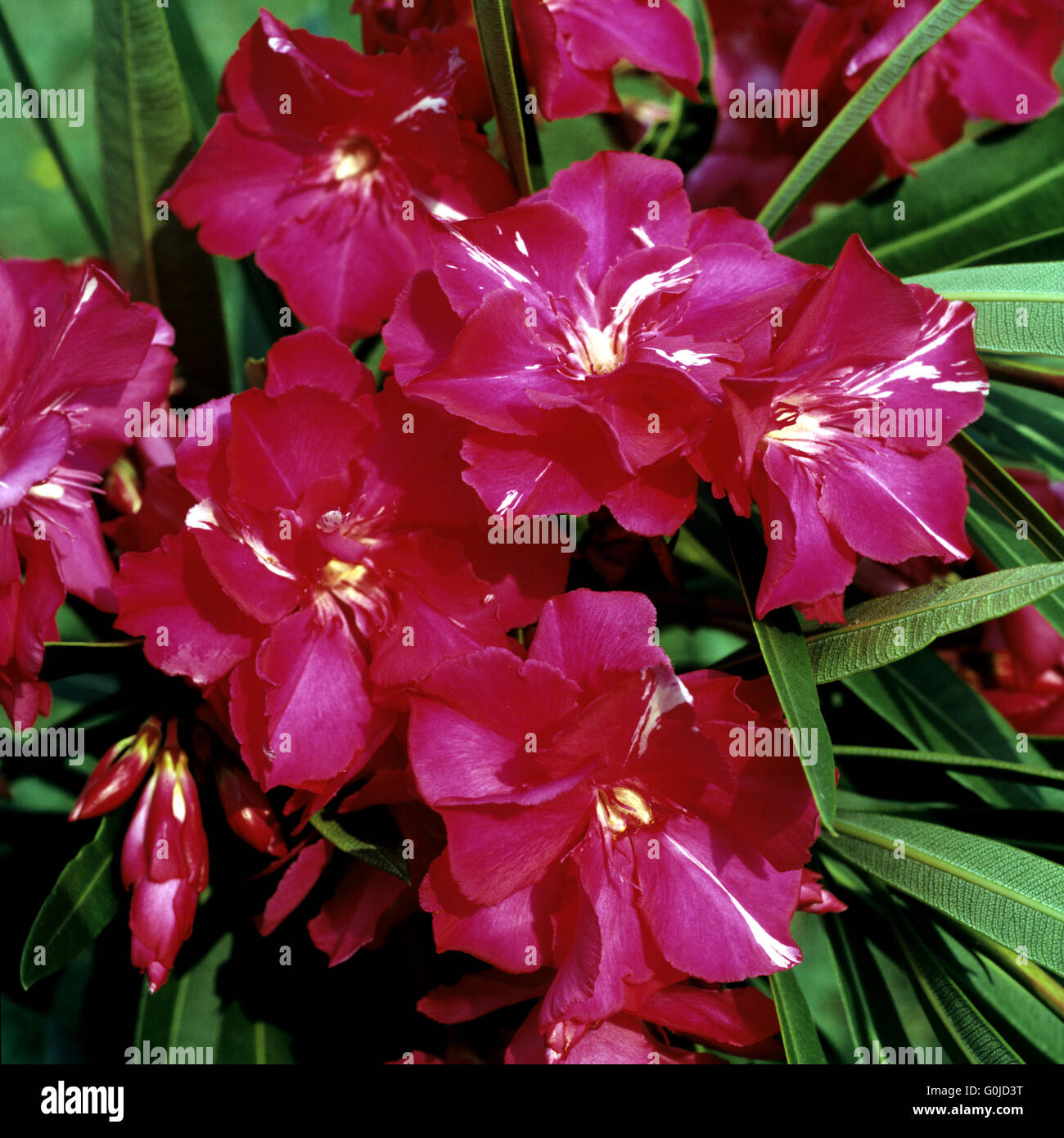 Oleander forest hi-res stock photography and images - Alamy