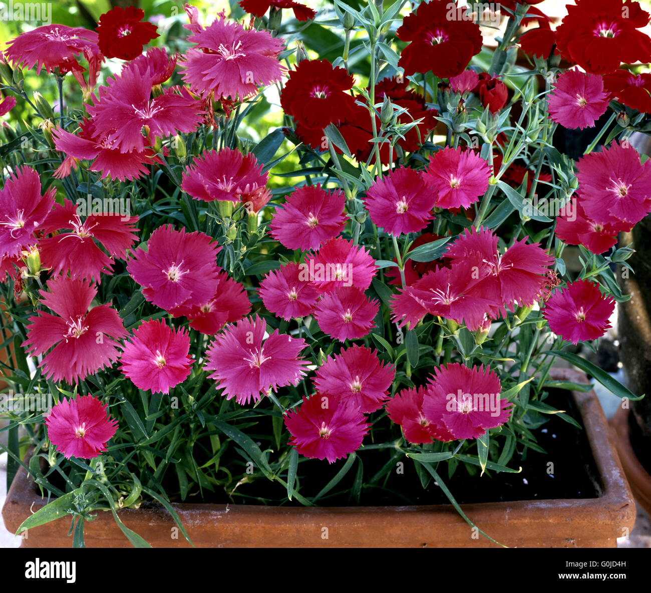 Nelken blumen hi-res stock photography and images - Alamy