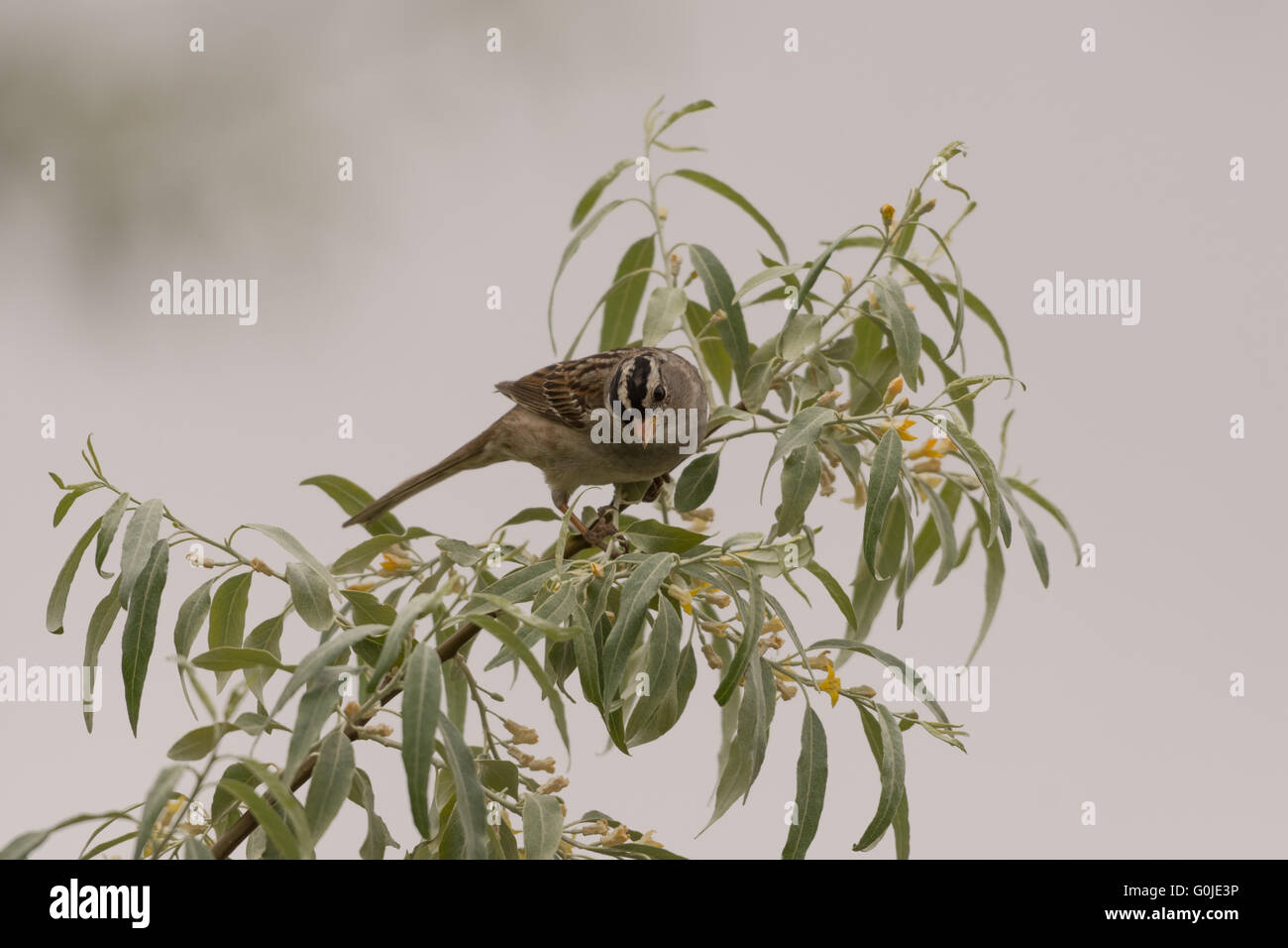 Olive anatomy hi-res stock photography and images - Alamy