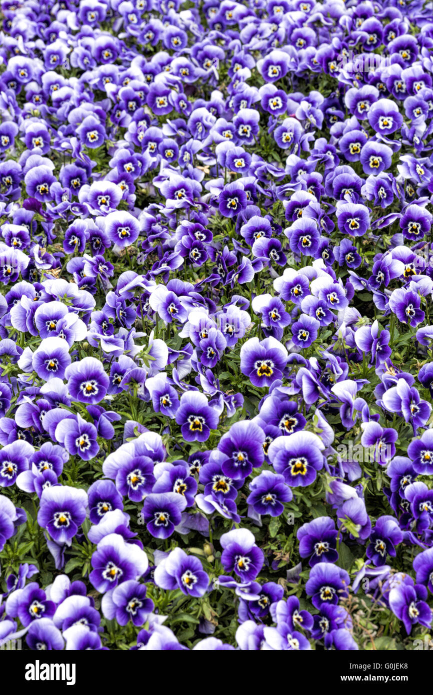 Horned violet flowers as background Stock Photo - Alamy